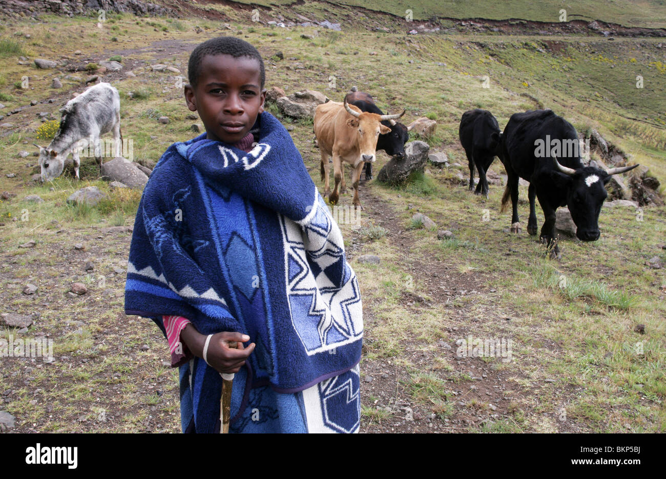 Lesotho boys cattle hi-res stock photography and images - Alamy