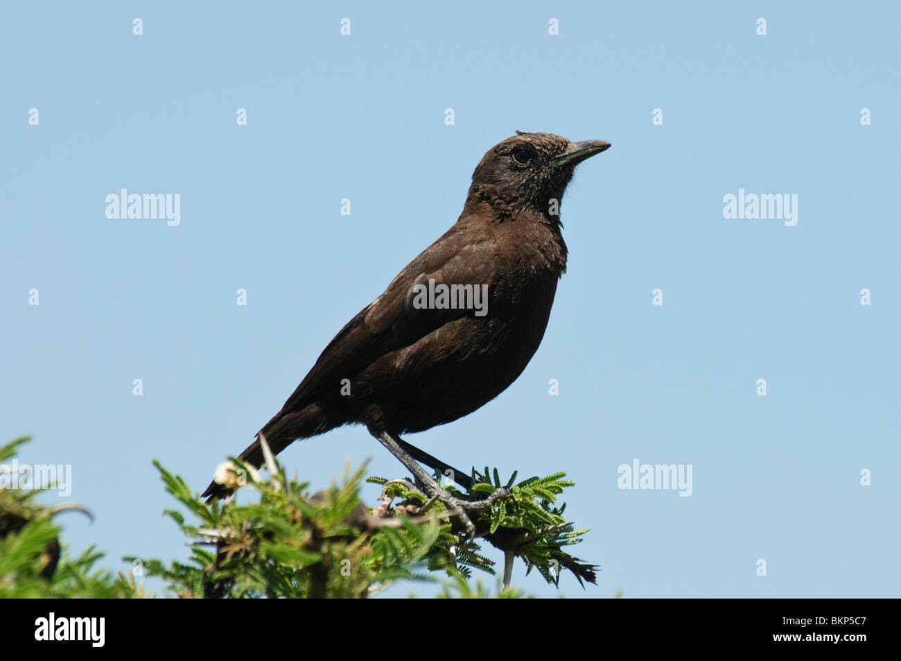Northern Anteater Chat Myrmecocichla aethiops Stock Photo - Alamy