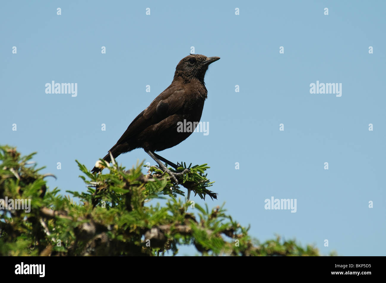 Myrmecocichla Aethiops High Resolution Stock Photography and Images - Alamy