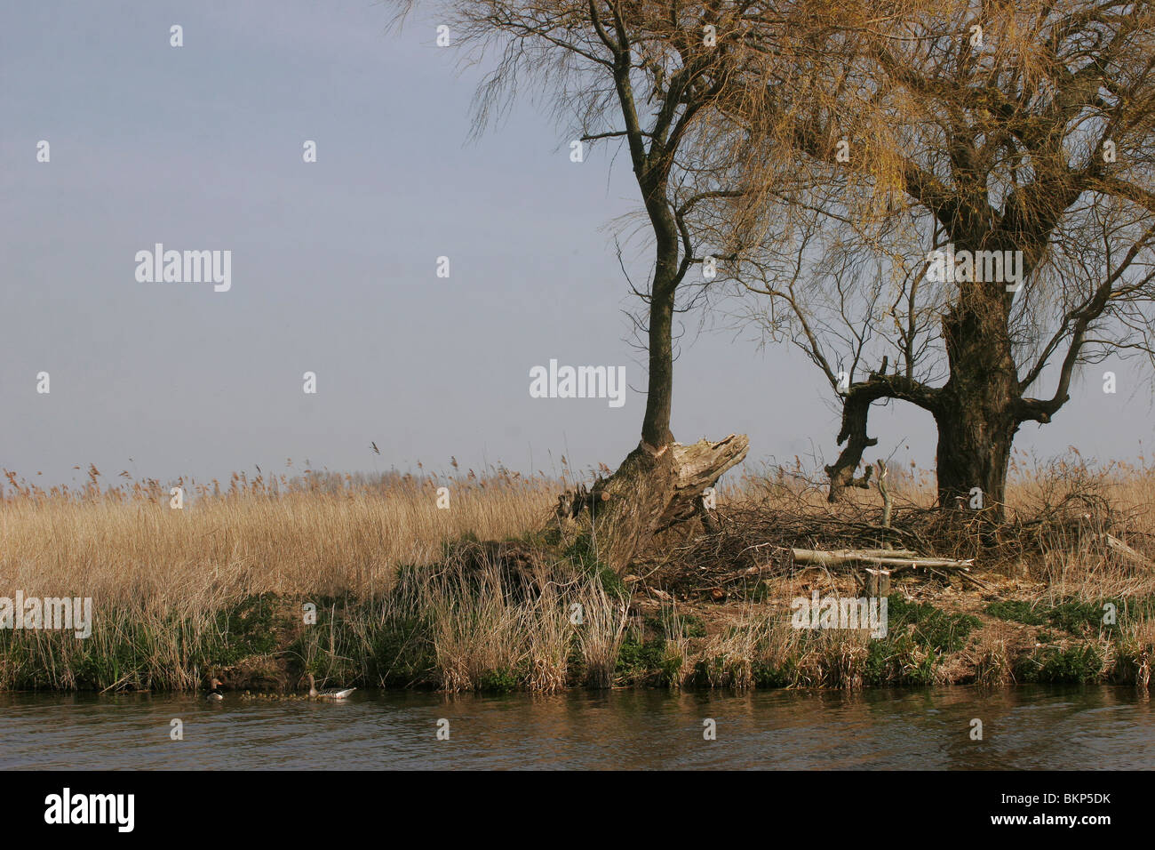Knoestige boom hi-res stock photography and images - Alamy