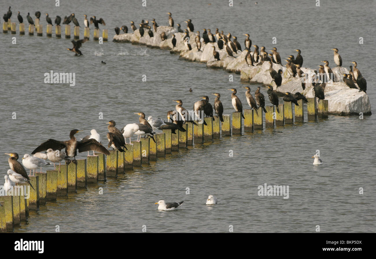 Group of Great Cormorants Stock Photo - Alamy