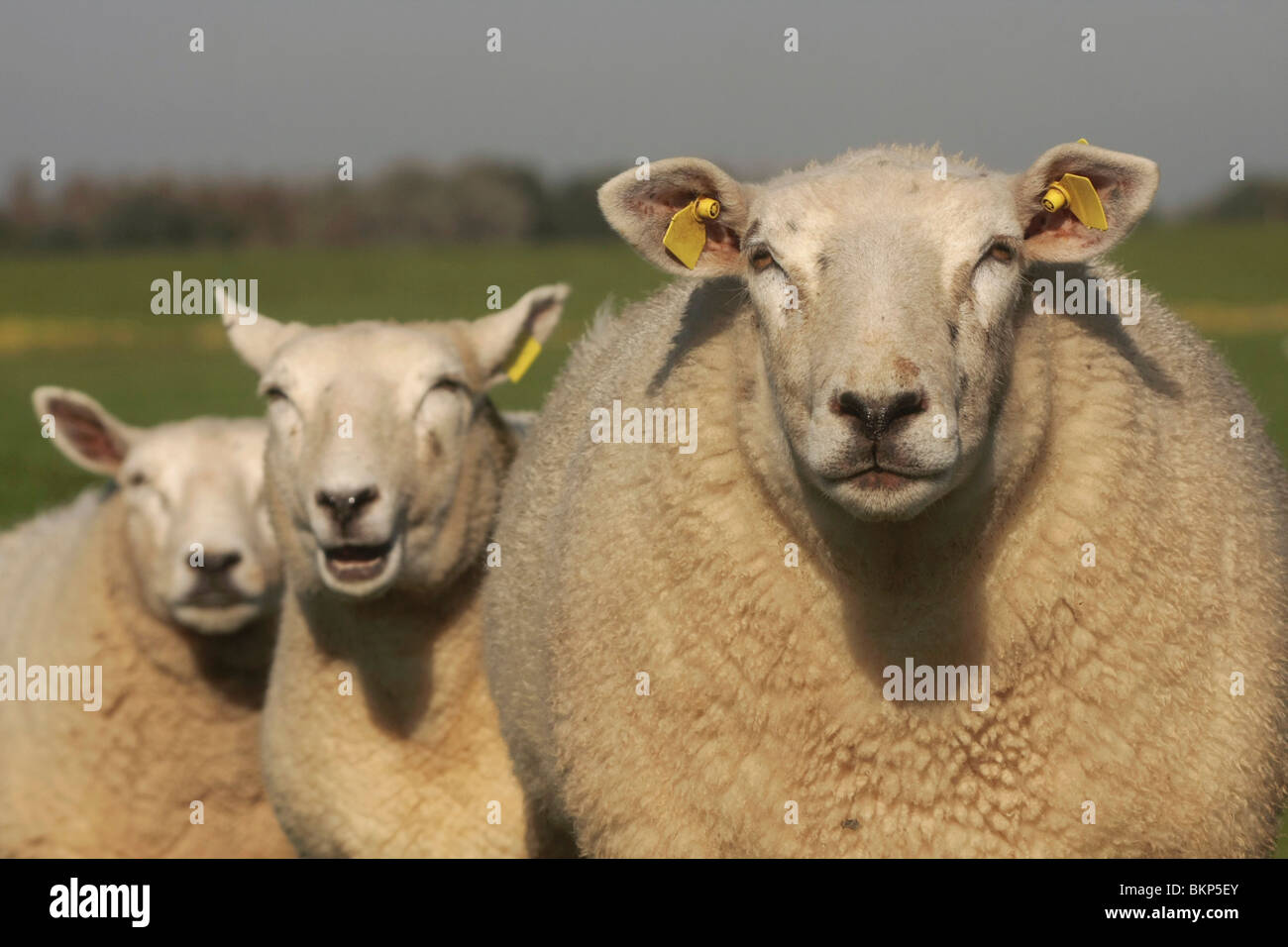 Three sheep in a meadow Stock Photo - Alamy