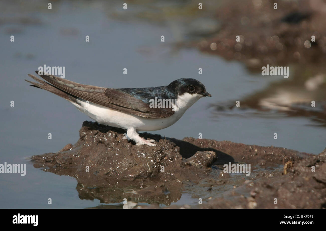 Huiszwaluw bij een regenplas hi-res stock photography and images - Alamy