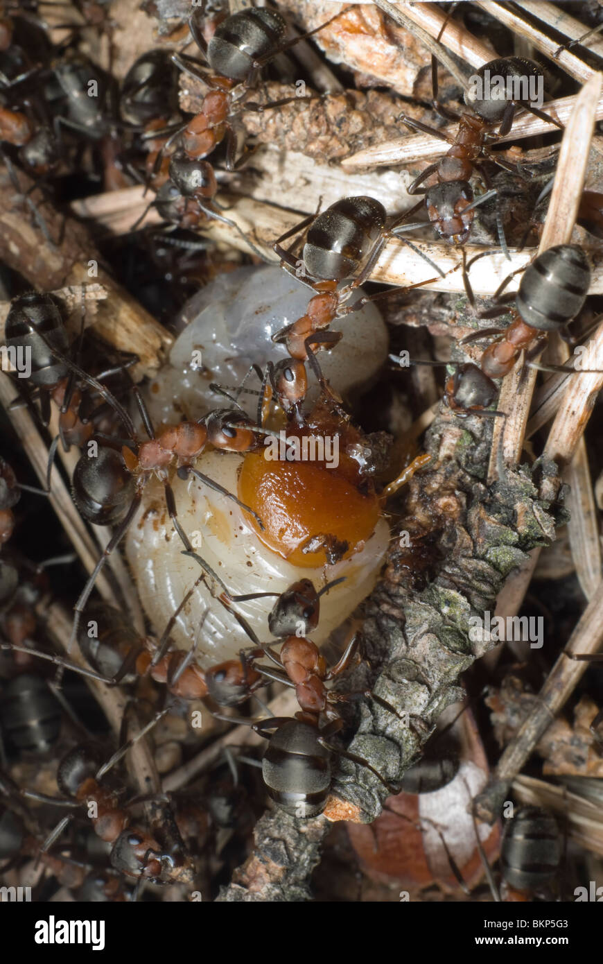 Ants With Larva High Resolution Stock Photography and Images - Alamy