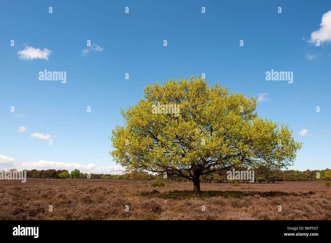 Beech tree in nature heather landscape at spring Stock Photo - Alamy
