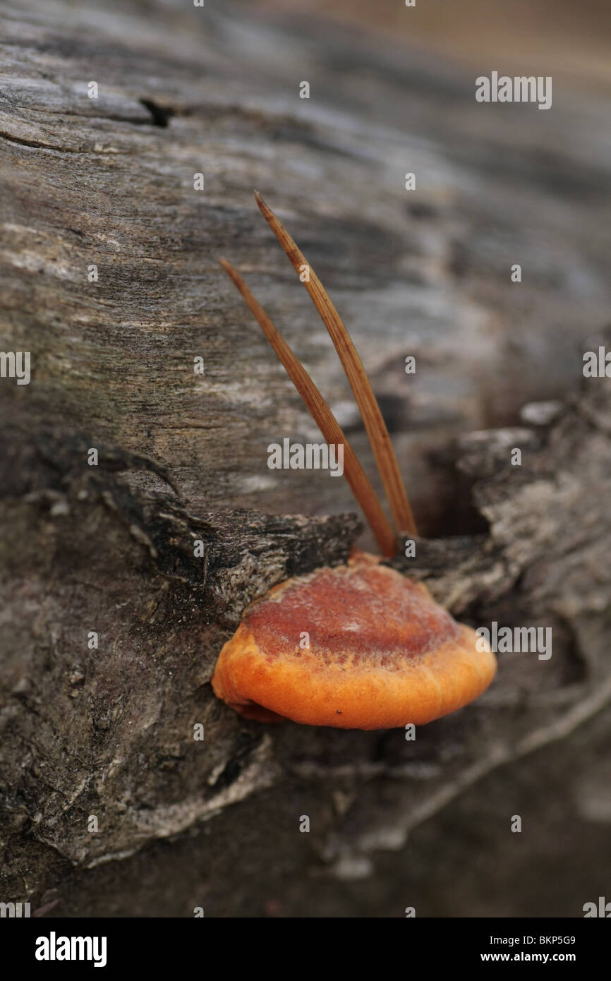 Cinnabar red polypore Stock Photo - Alamy
