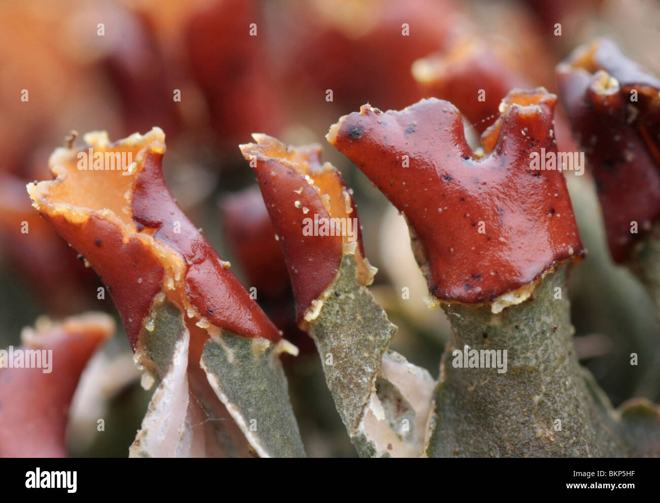 Detail of Peltigera didactyla Stock Photo - Alamy