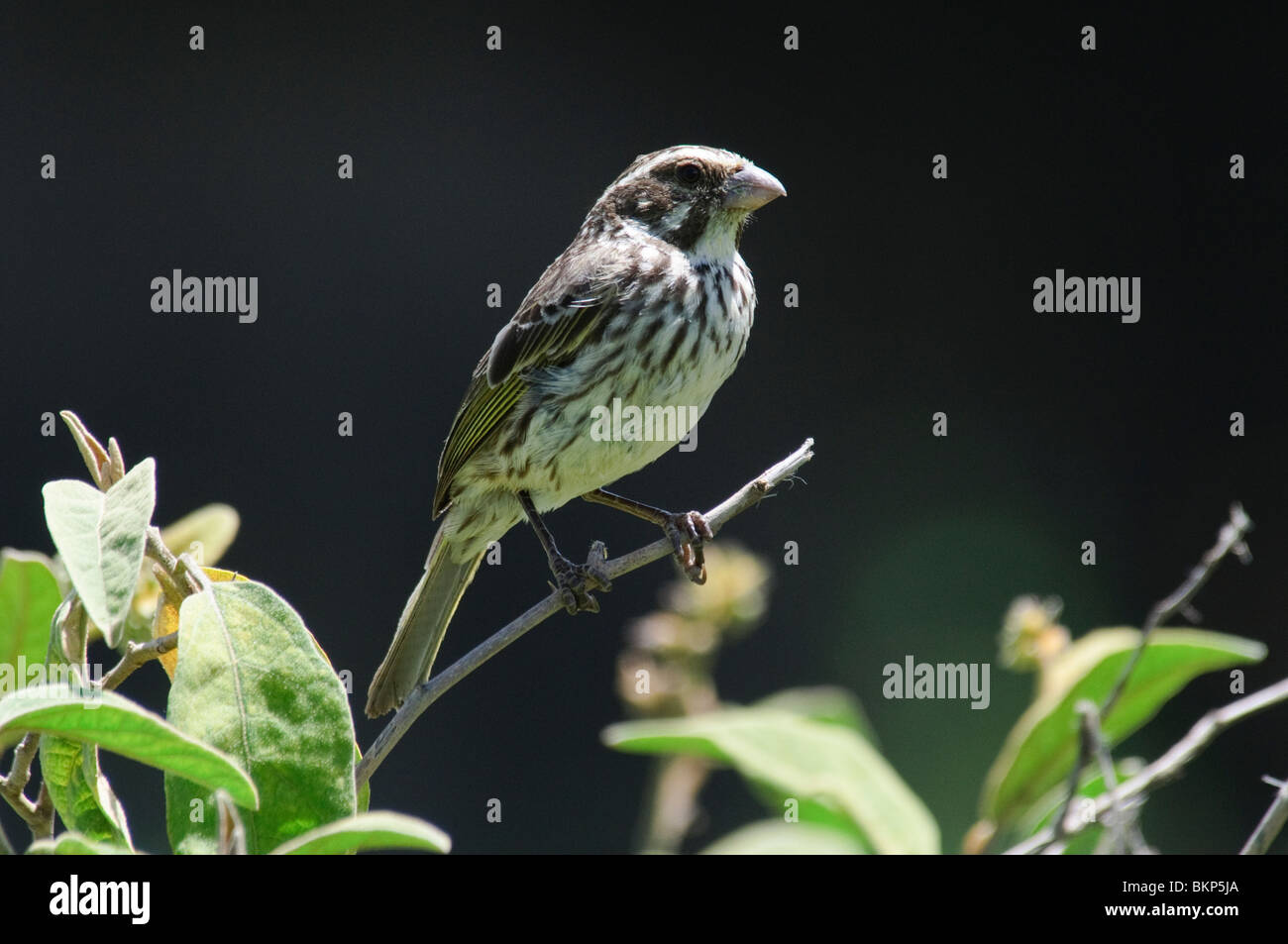 Streaky Seedeater Serinus striolatus Stock Photo - Alamy