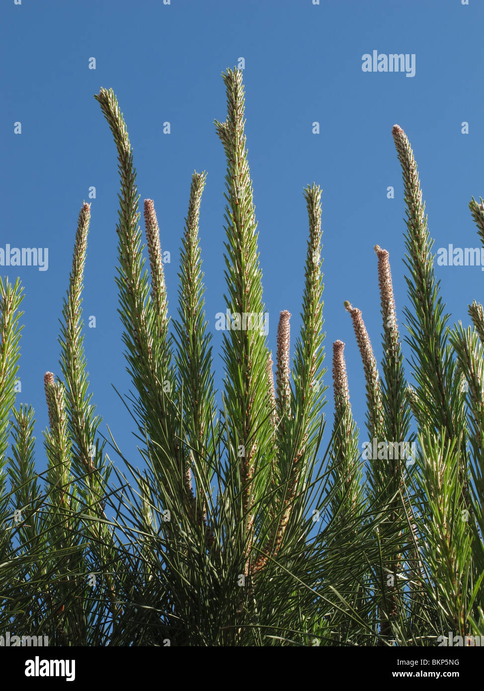 flora of Mediterranean countries Stock Photo - Alamy