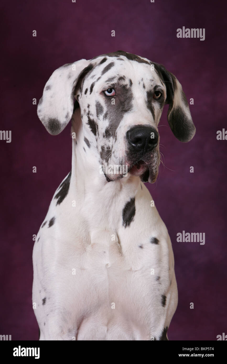 Great Dane Portrait Stock Photo - Alamy