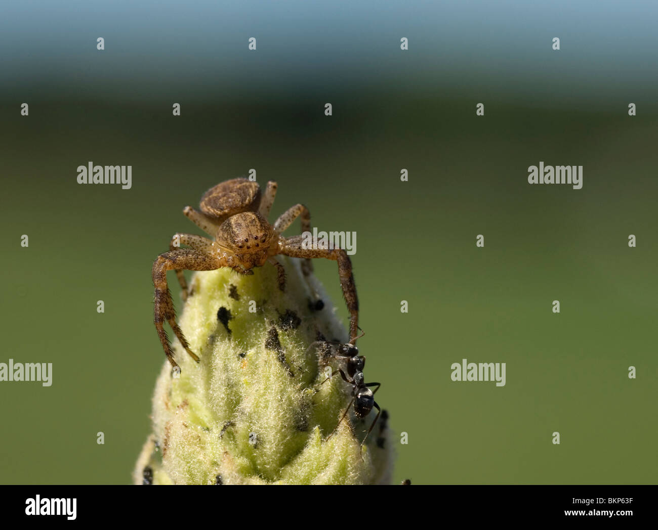 Carpenter spider hi-res stock photography and images - Alamy