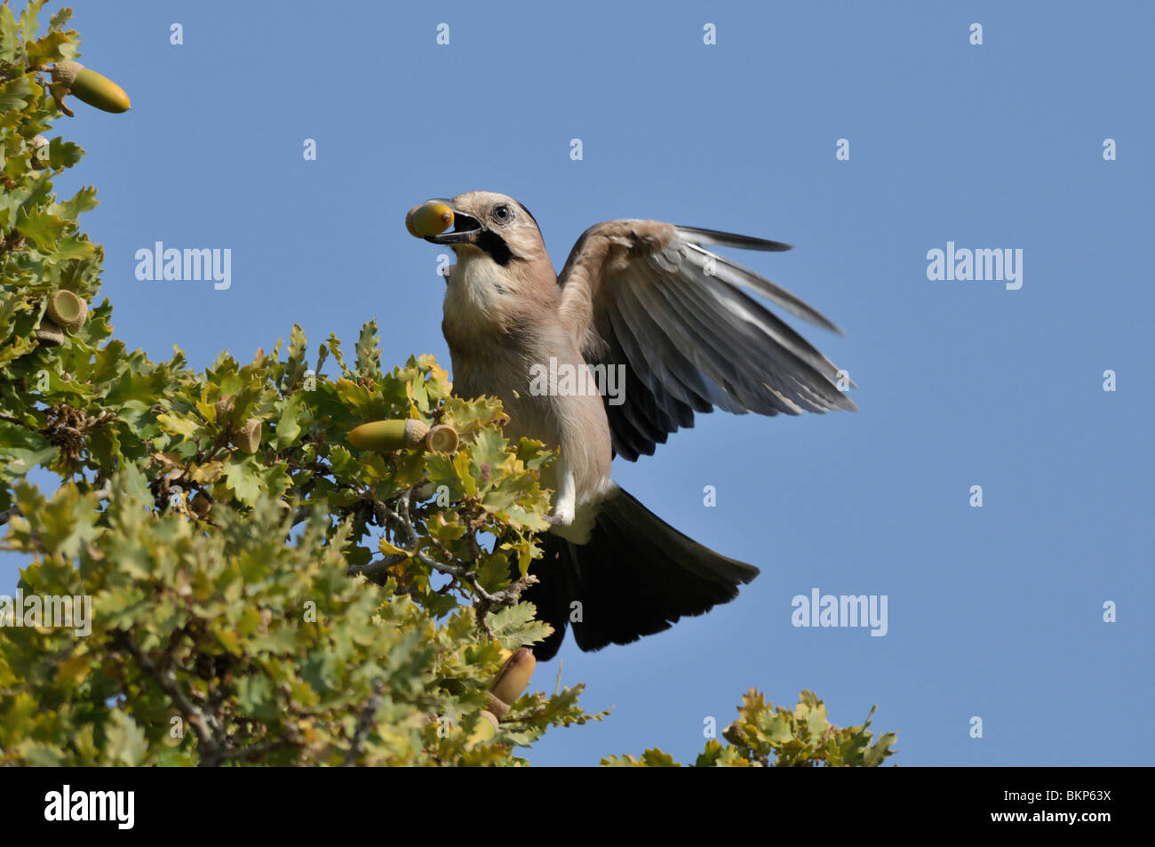 Plukt eikel hi-res stock photography and images - Alamy