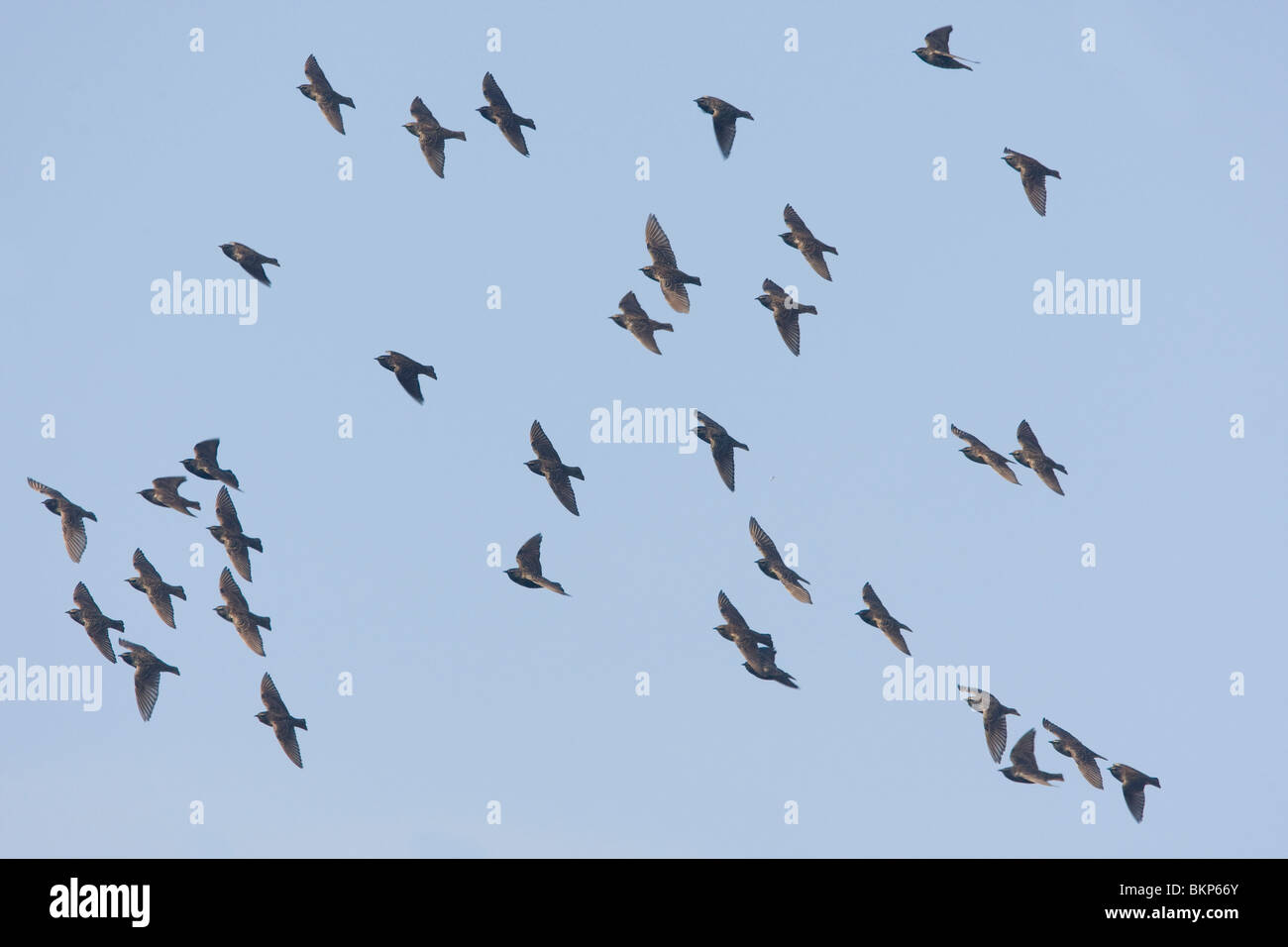 Spreeuwen in vlucht; Common starlings in flight Stock Photo - Alamy