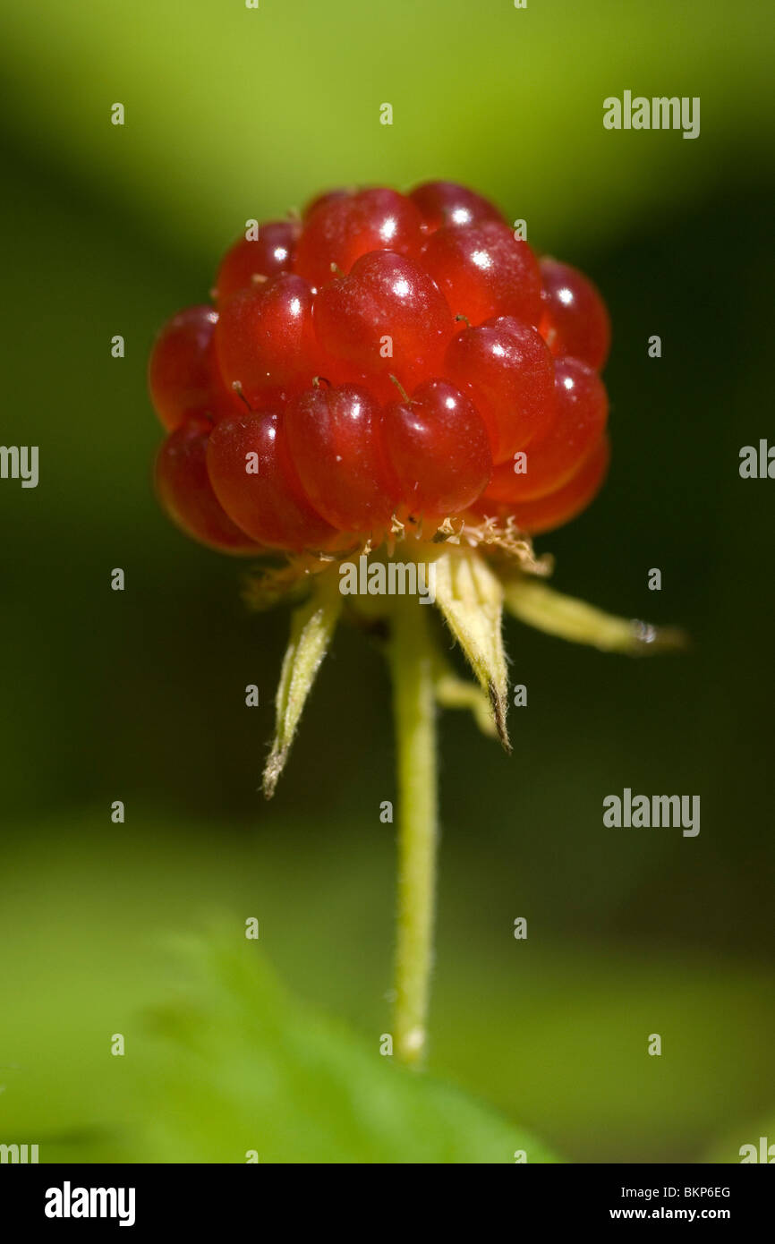 Fruit of a Dwarf Raspberry Stock Photo - Alamy