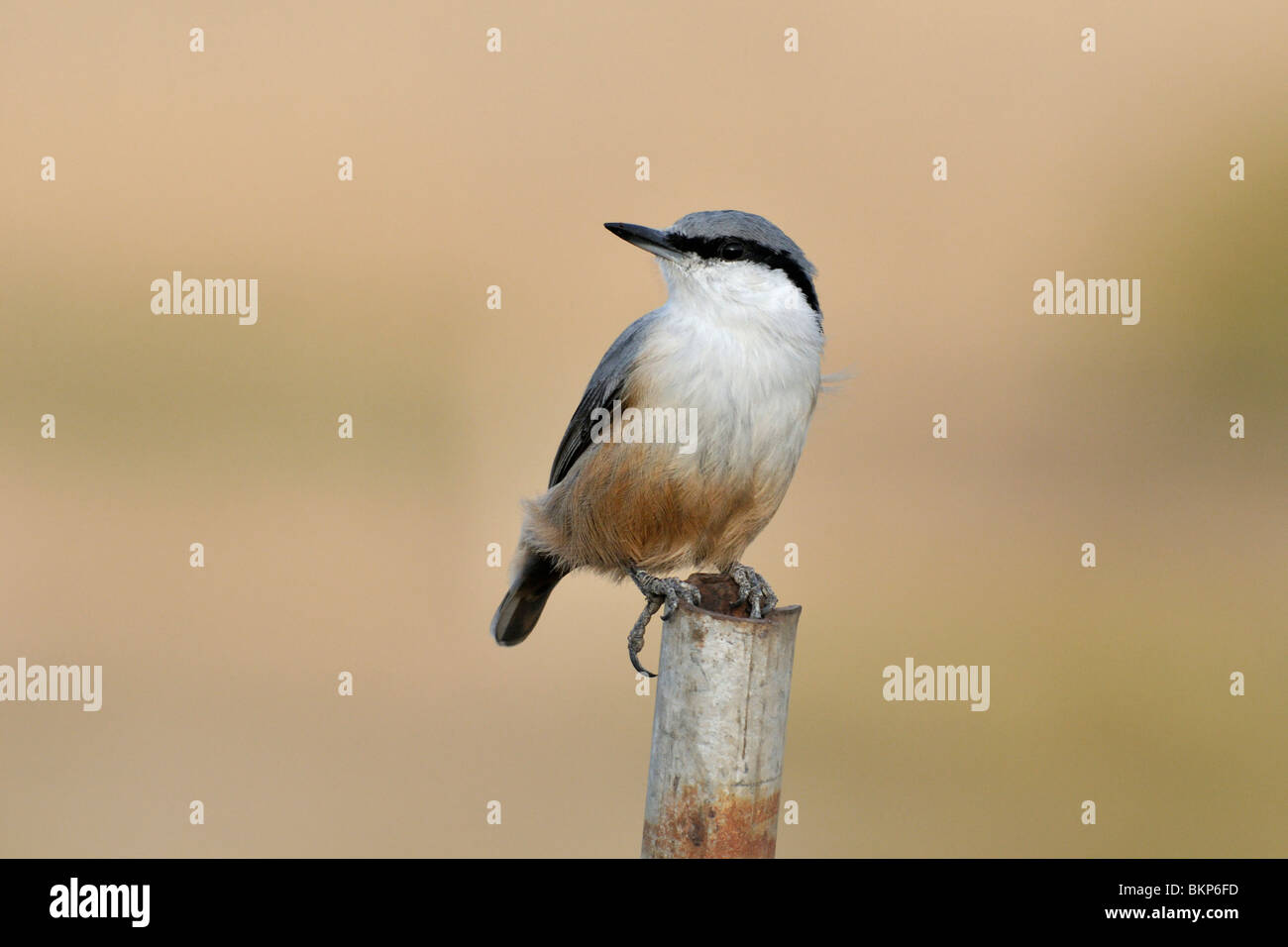 Western rock nuthatches hi-res stock photography and images - Alamy