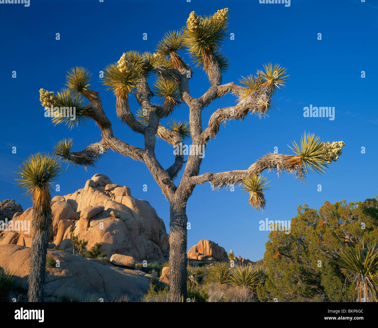 Joshua tree national monument hi-res stock photography and images - Alamy