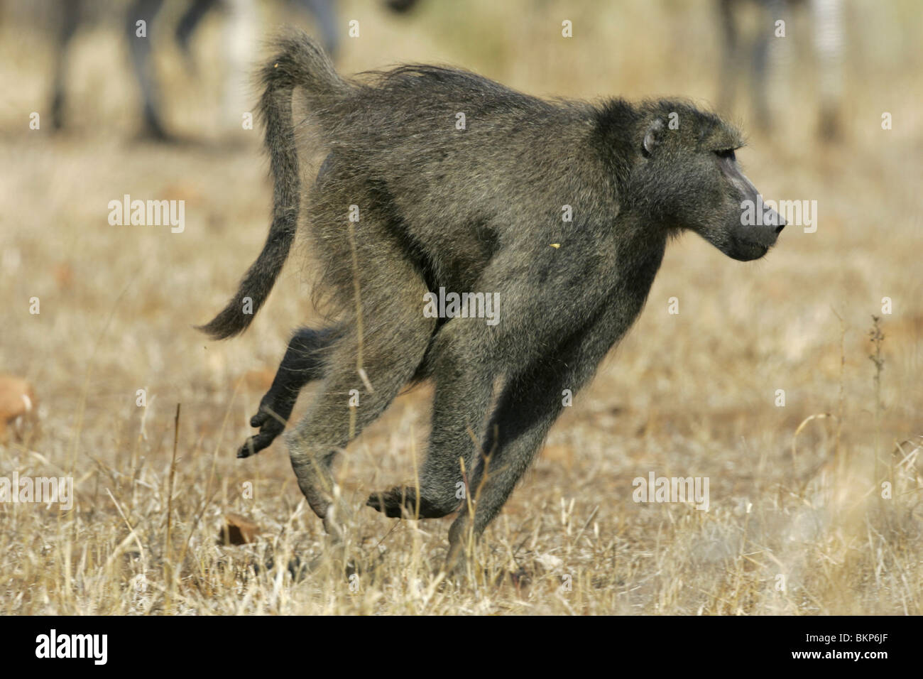 Chacma, Baboon, South, Africa, Kruger, Park Stock Photo - Alamy