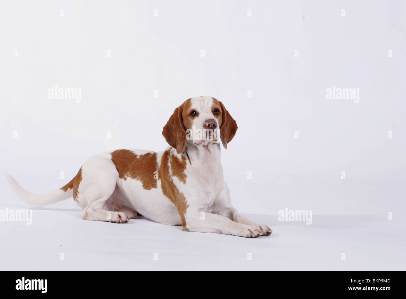 Bg beagle hi-res stock photography and images - Alamy