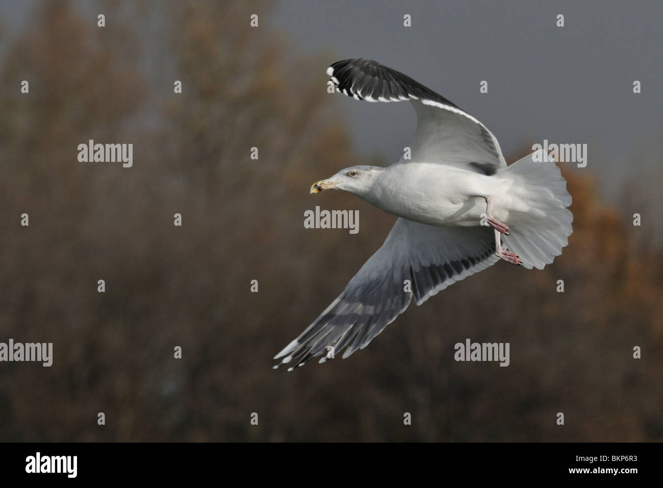 great black-backed gull in flight Stock Photo - Alamy