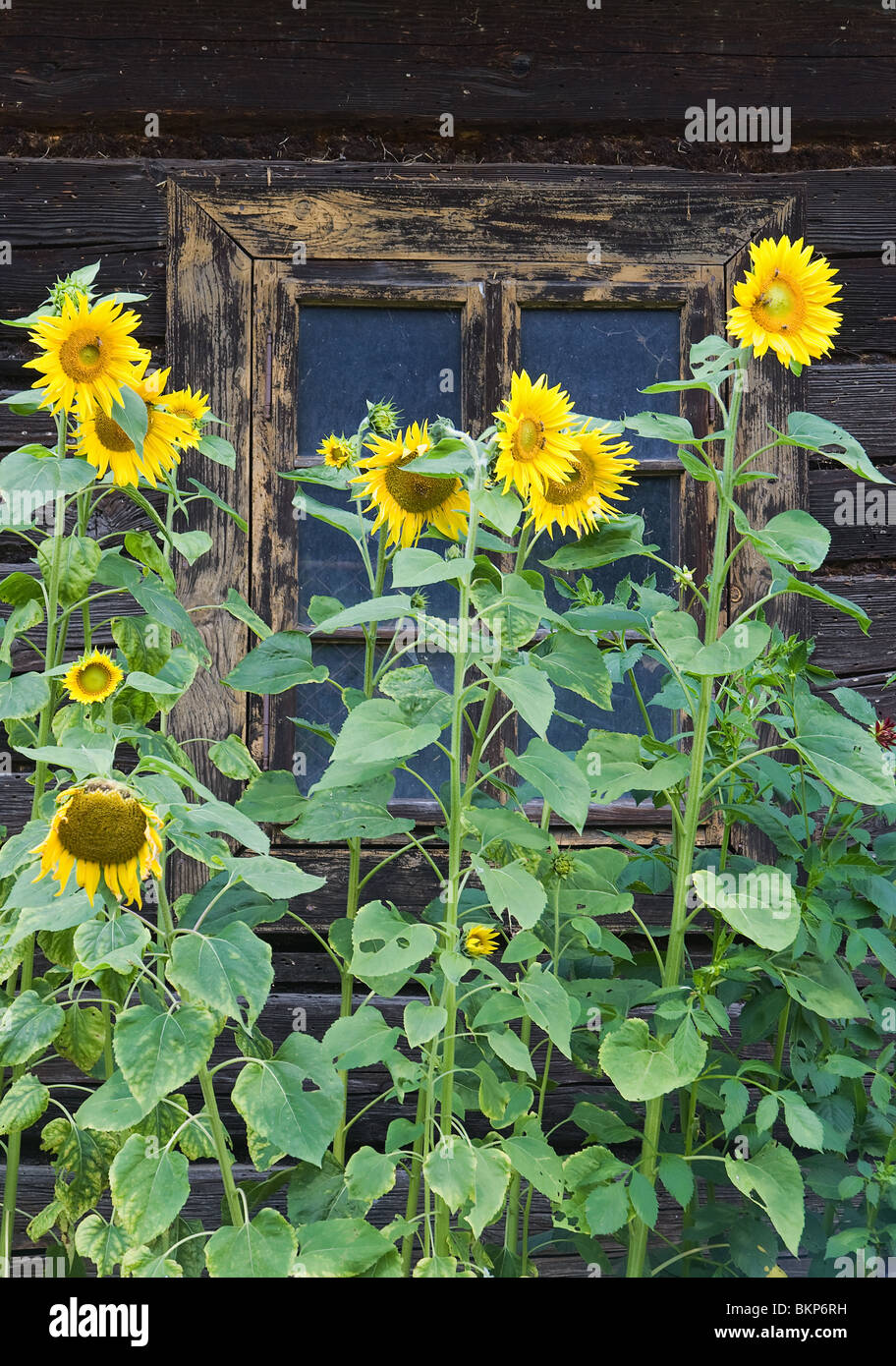 window and sunflower Stock Photo - Alamy
