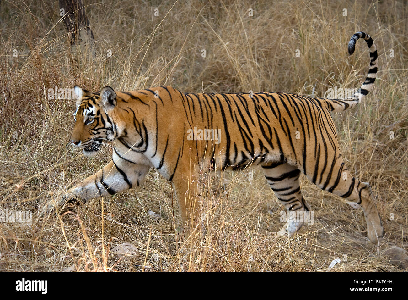 Female bengal tiger hi-res stock photography and images - Alamy