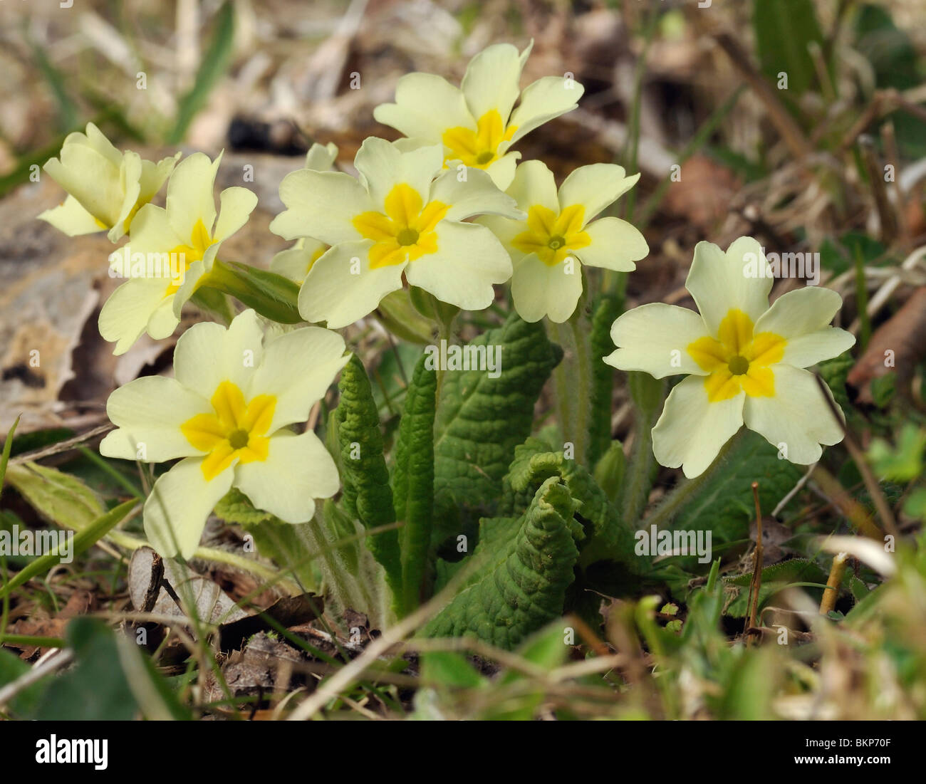 Primrose - Primula vulgaris Stock Photo - Alamy