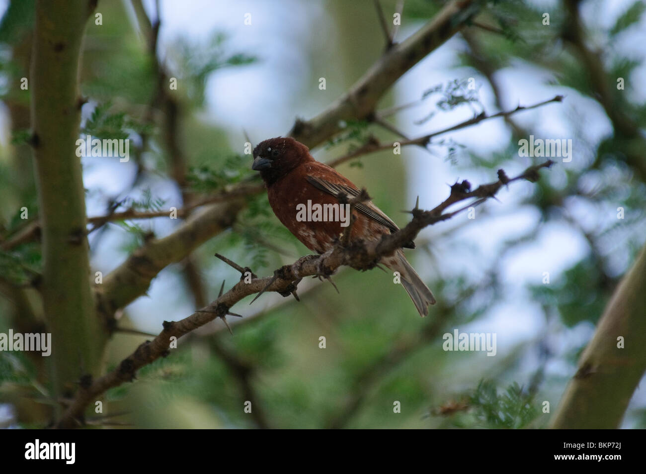 Passer eminibey hi-res stock photography and images - Alamy