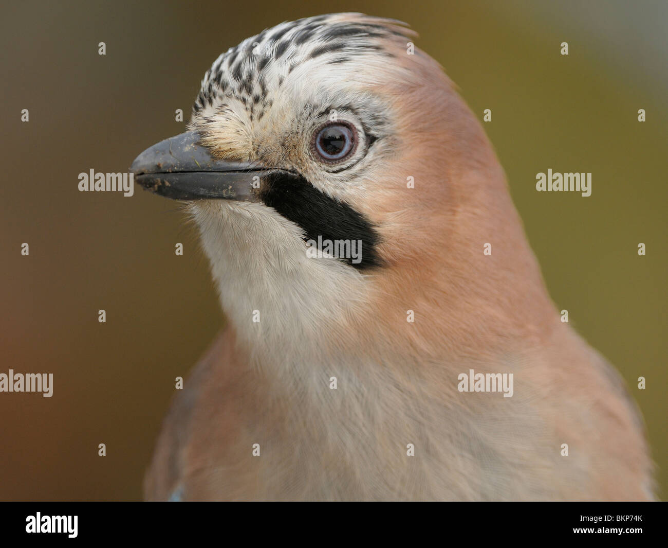 Headshot of a Jay Stock Photo - Alamy