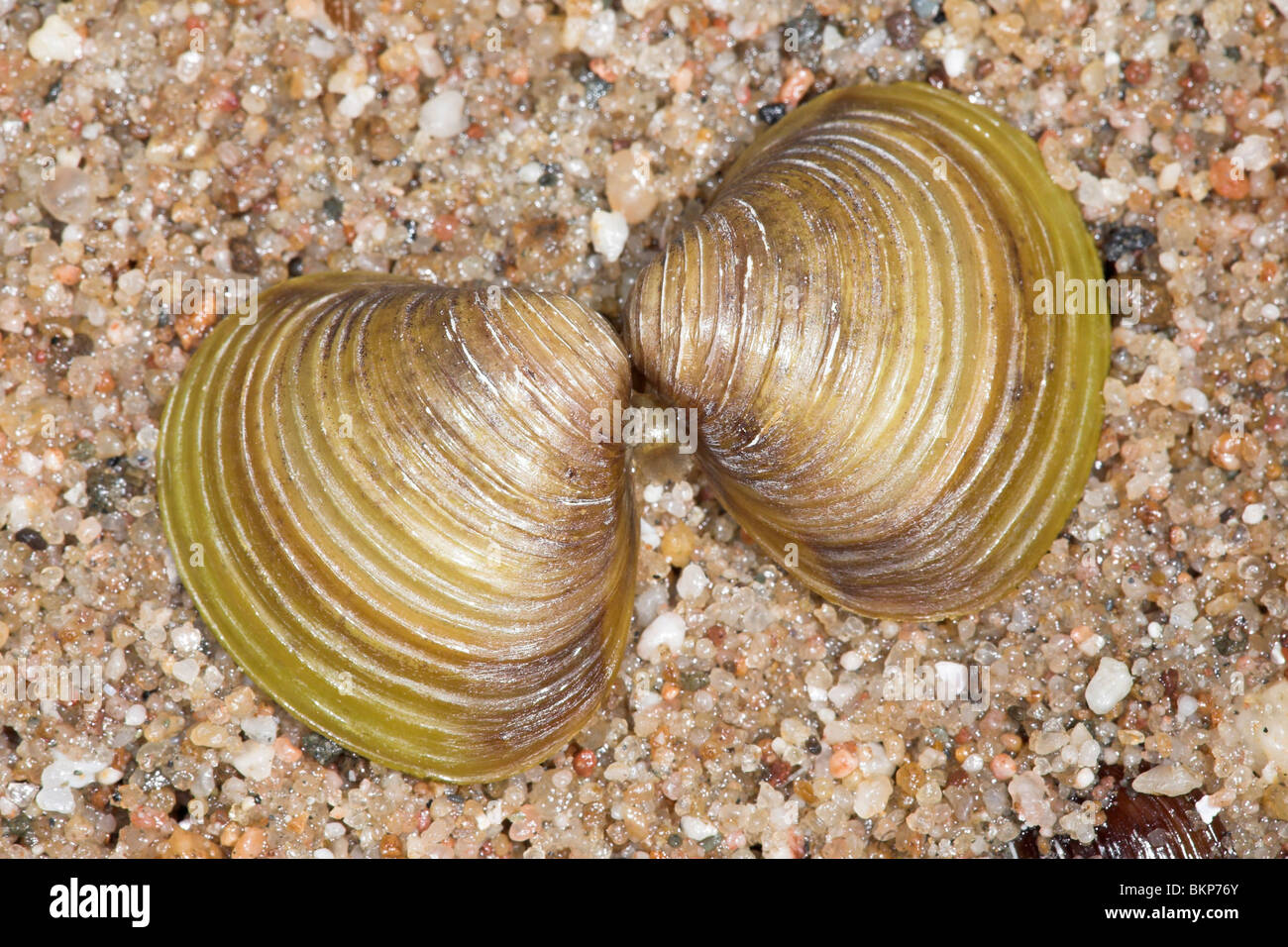 Asiatic freshwater clam hi-res stock photography and images - Alamy