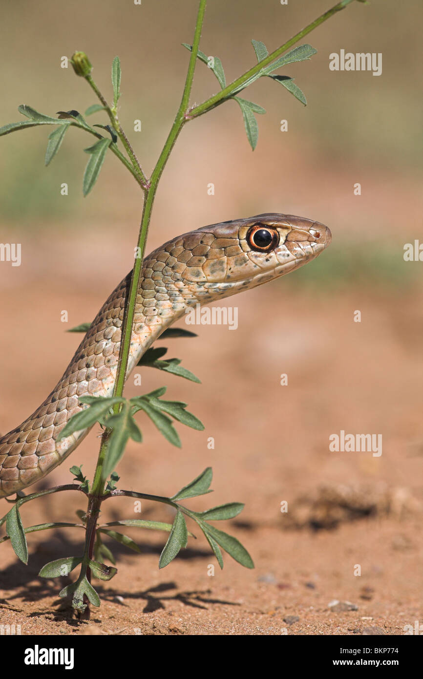 Short snouted sand snake hi-res stock photography and images - Alamy