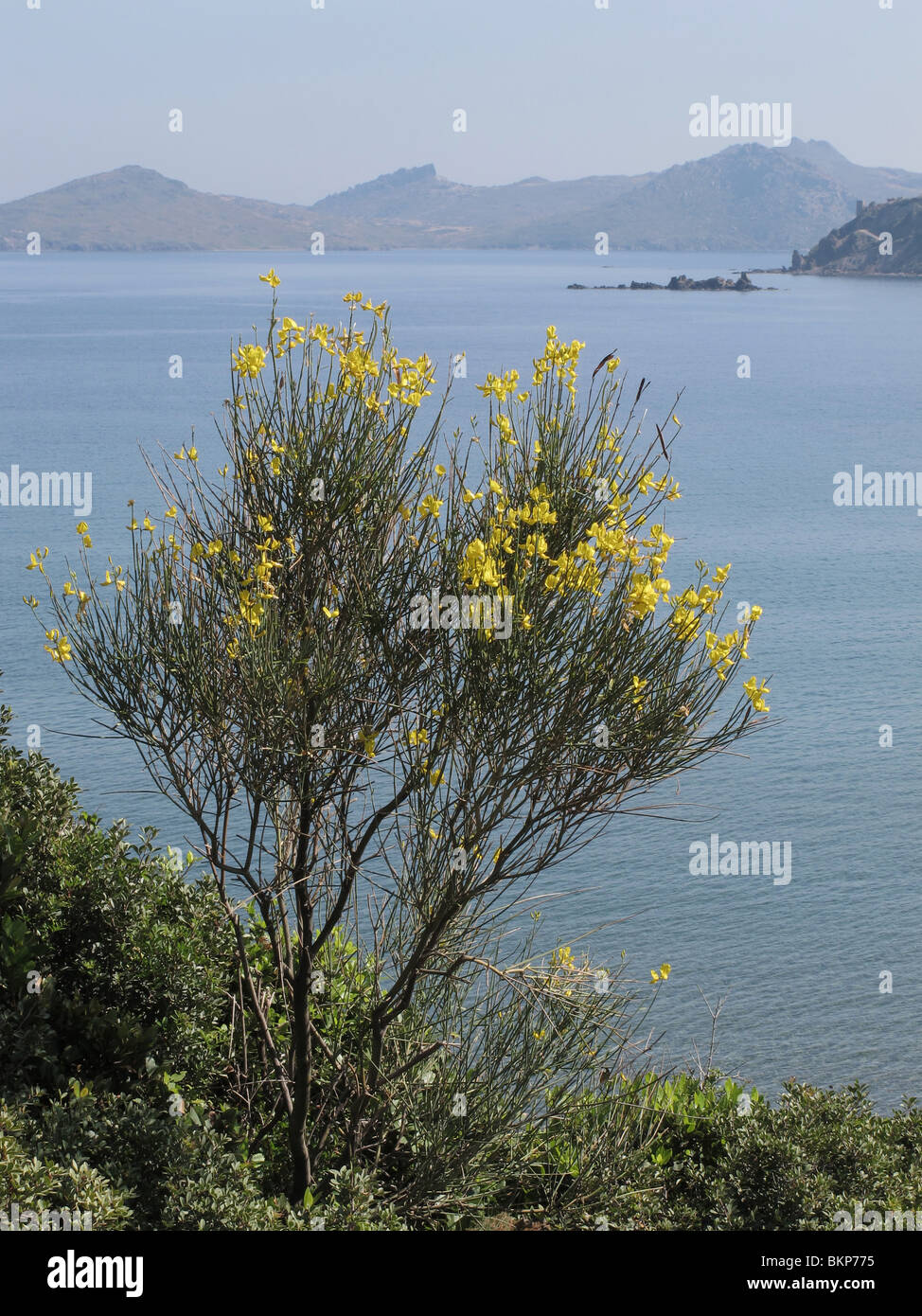 flora of Mediterranean countries Stock Photo - Alamy