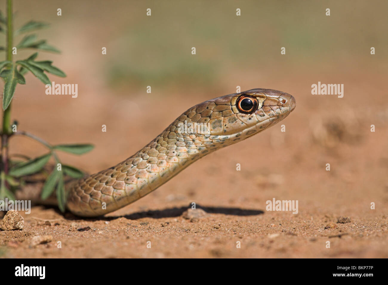 Short snouted sand snake hi-res stock photography and images - Alamy
