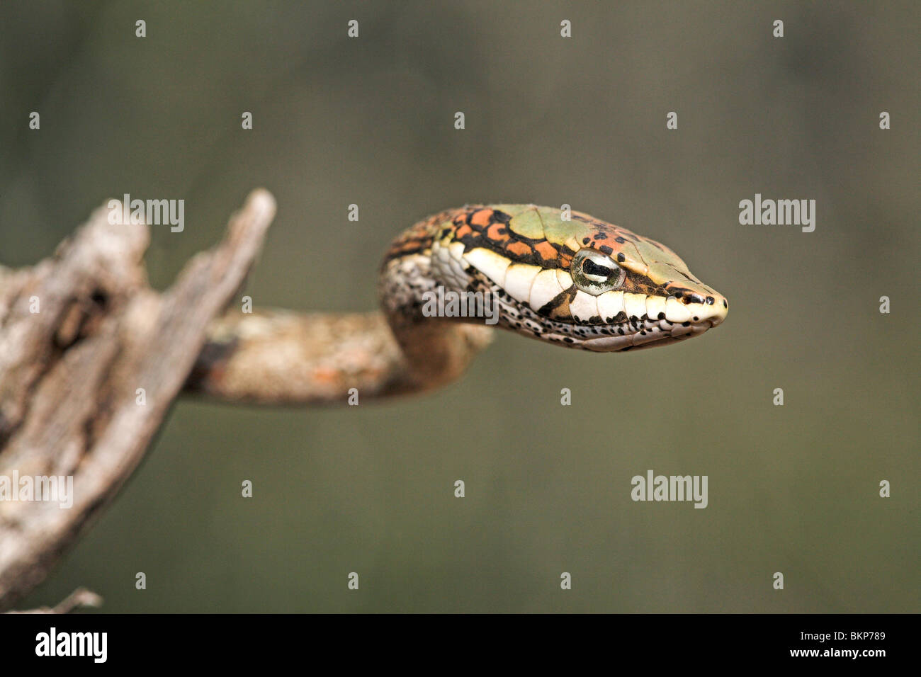 portrait of a twig snake against a green background Stock Photo - Alamy