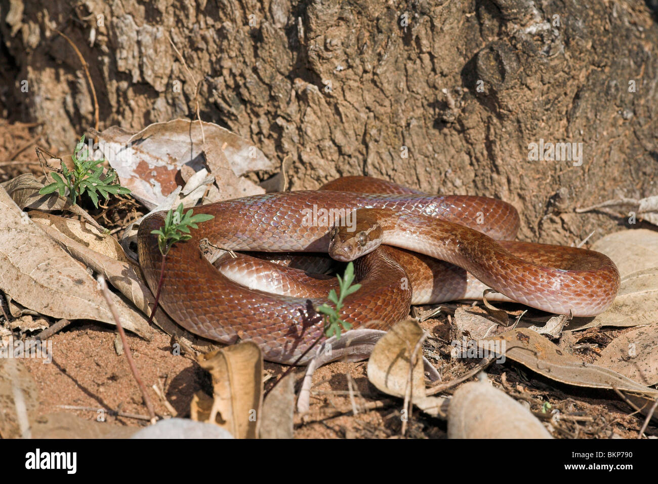 photo of a brown house snake at the base of a tree Stock Photo - Alamy
