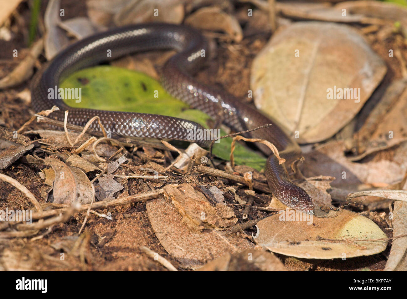 photo of a common wolf snake Stock Photo - Alamy