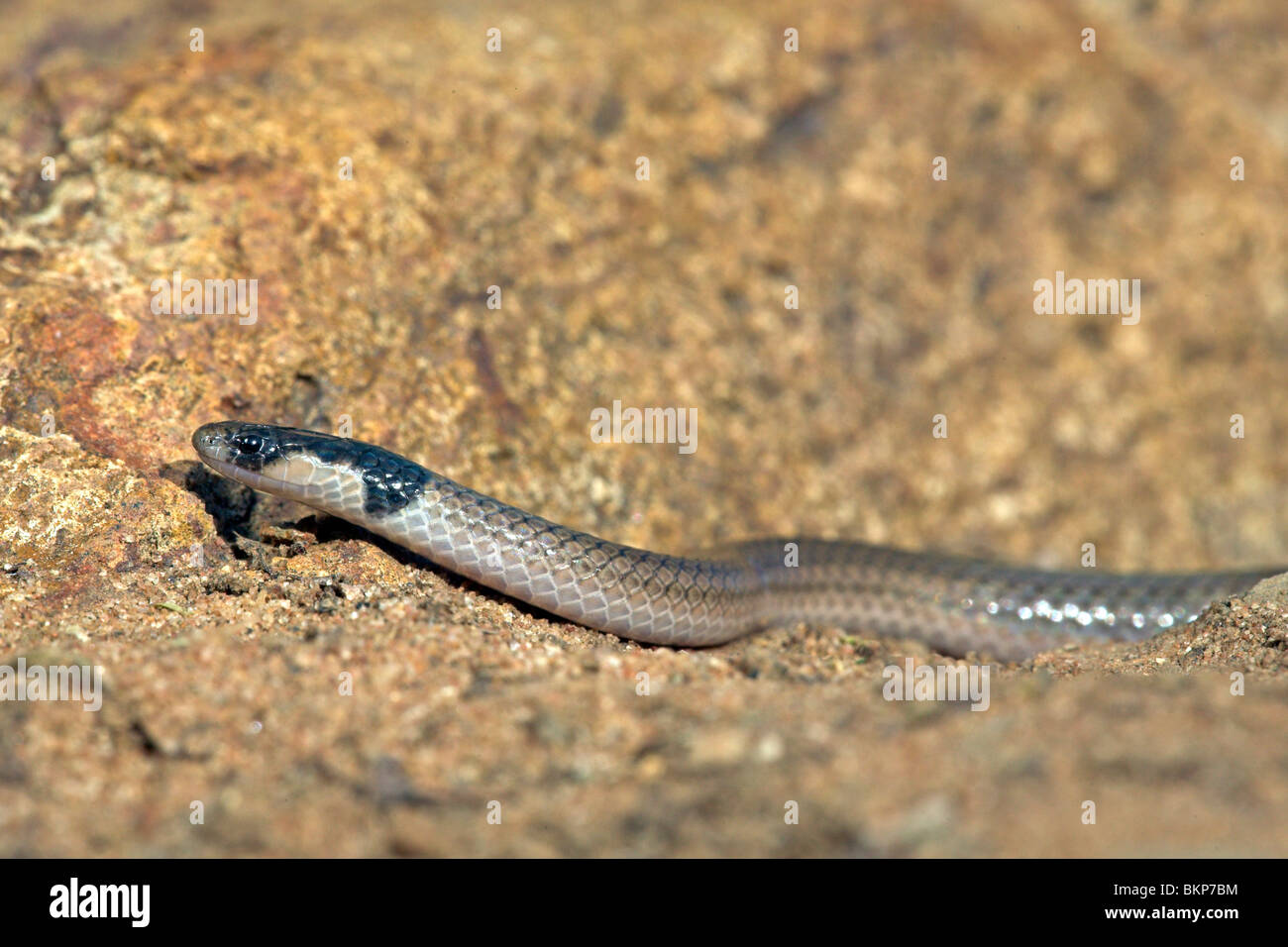 portrait of a black-headed centipede-eater crawling over a rock Stock ...
