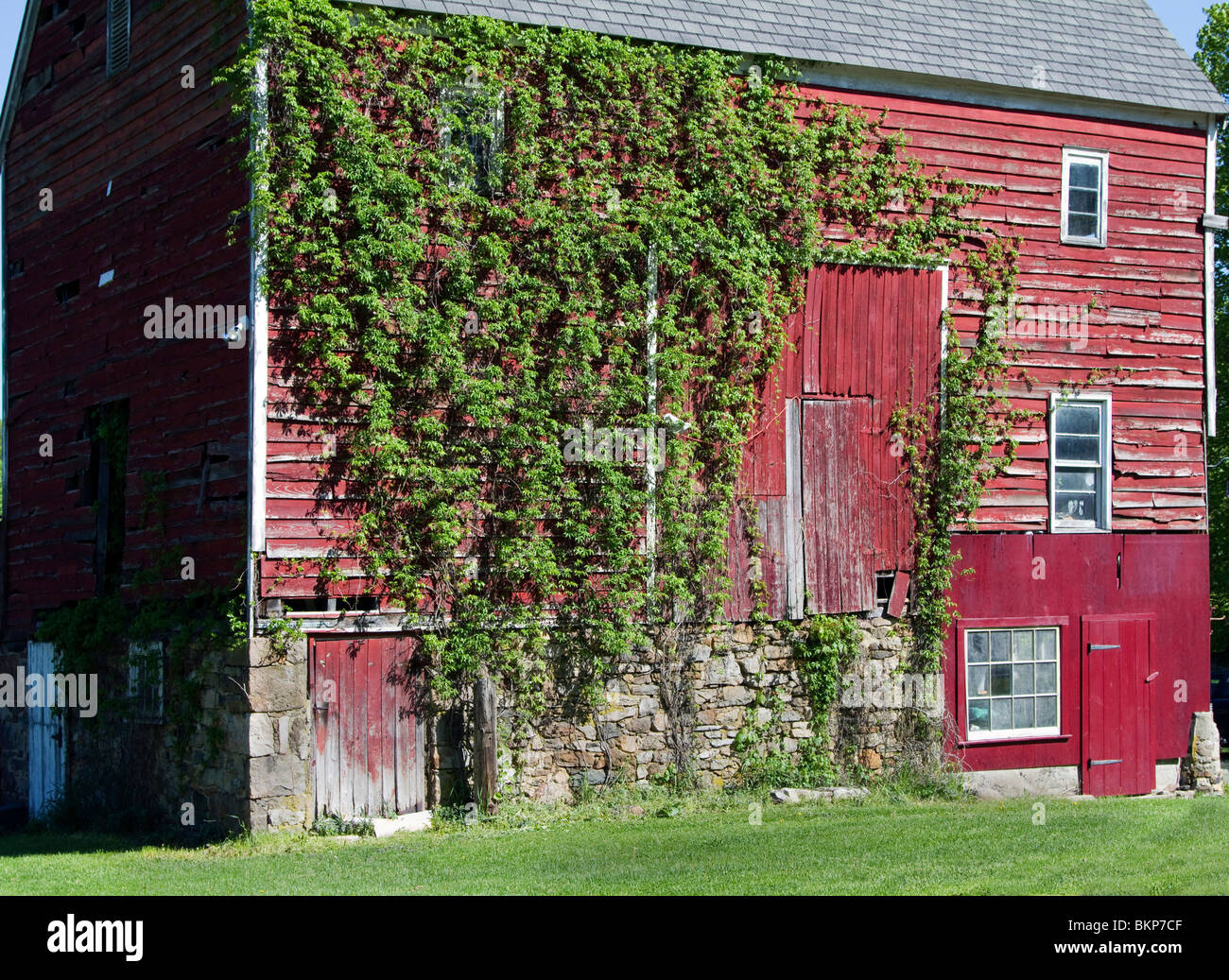 An ivy covered red barn with a vintage look Stock Photo - Alamy