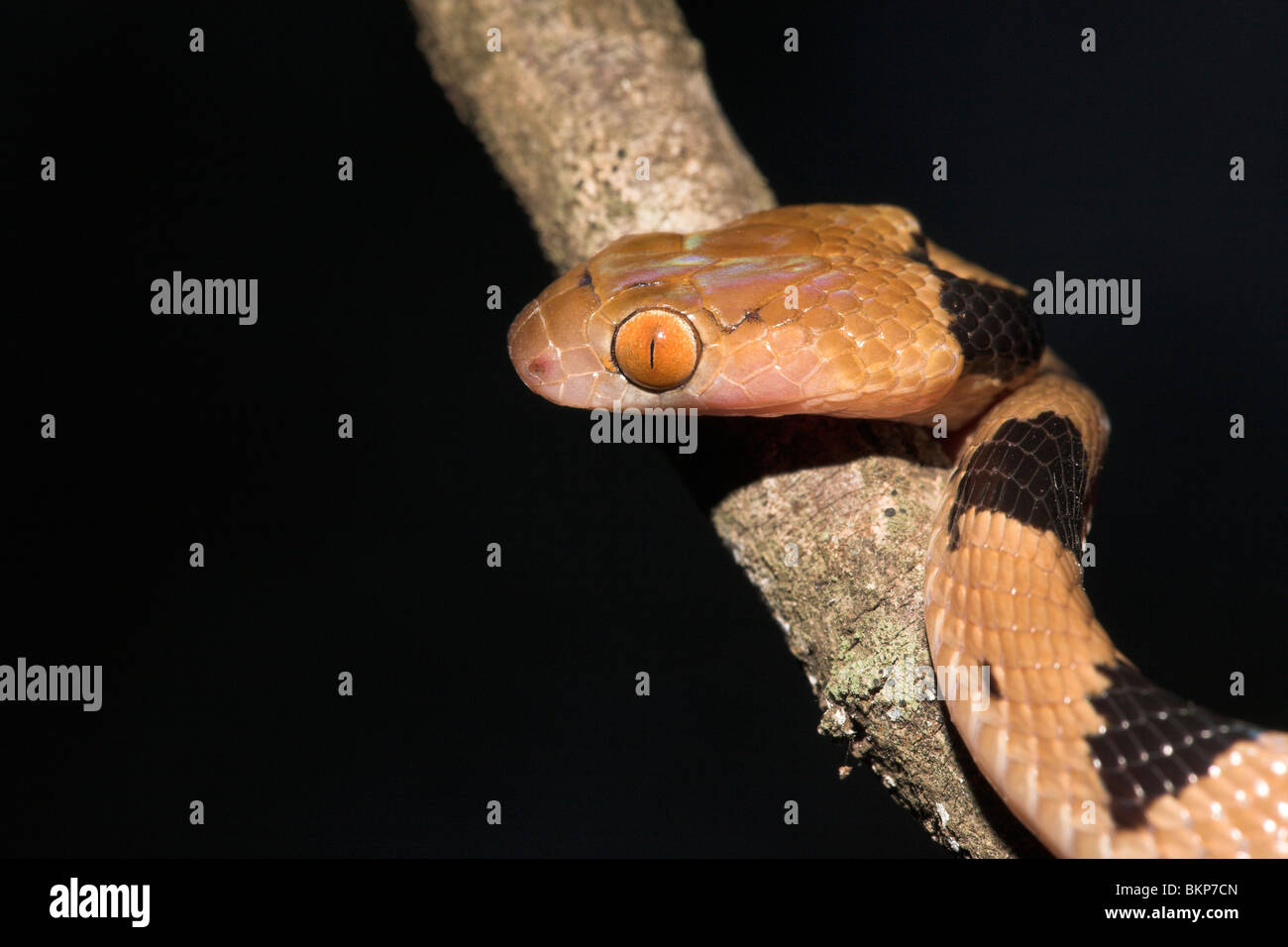 Tiger snake hi-res stock photography and images - Alamy
