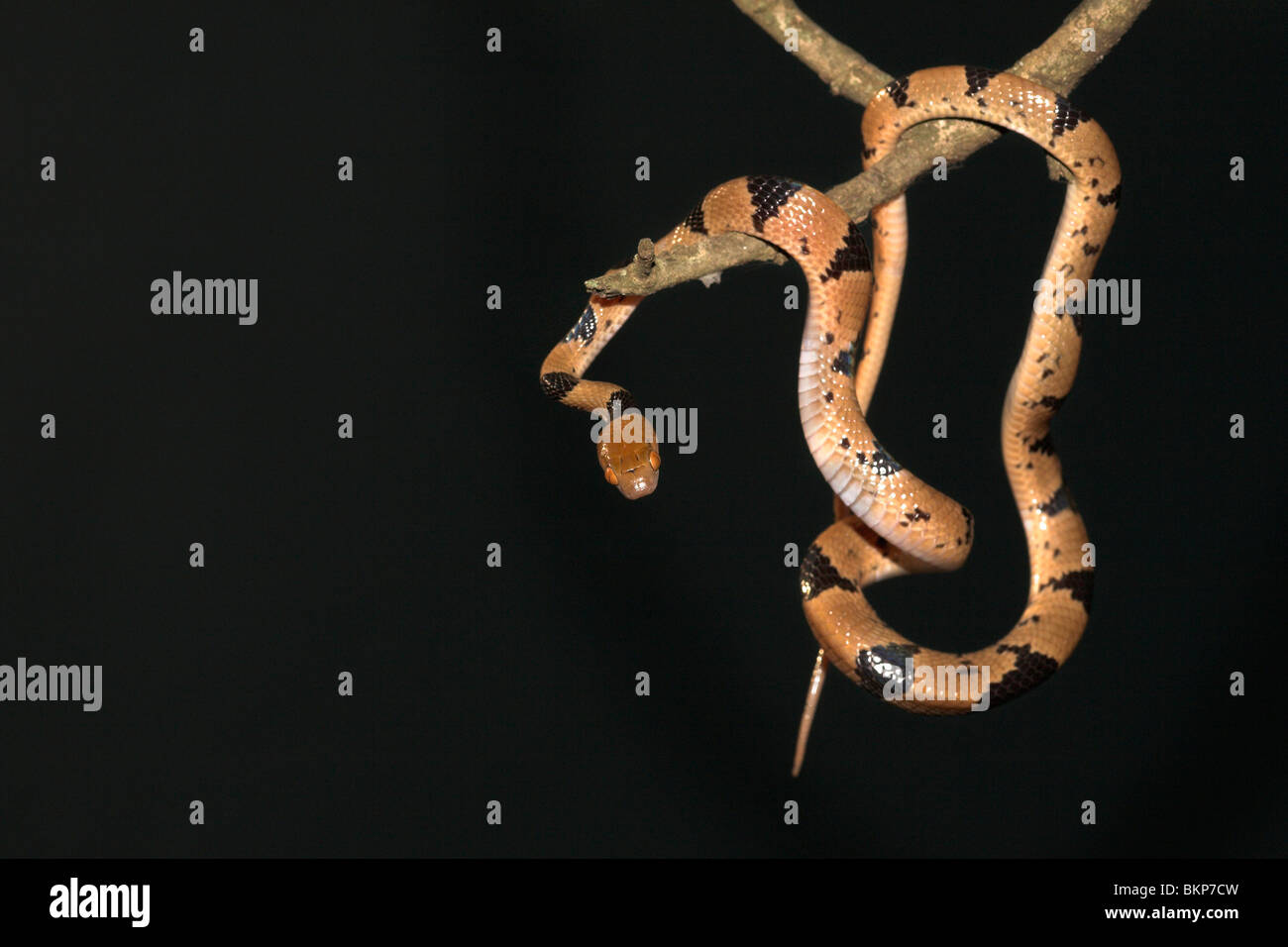 Tiger snake hi-res stock photography and images - Alamy