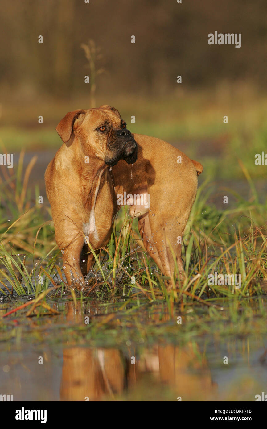 Boxer dog bath hi-res stock photography and images - Alamy