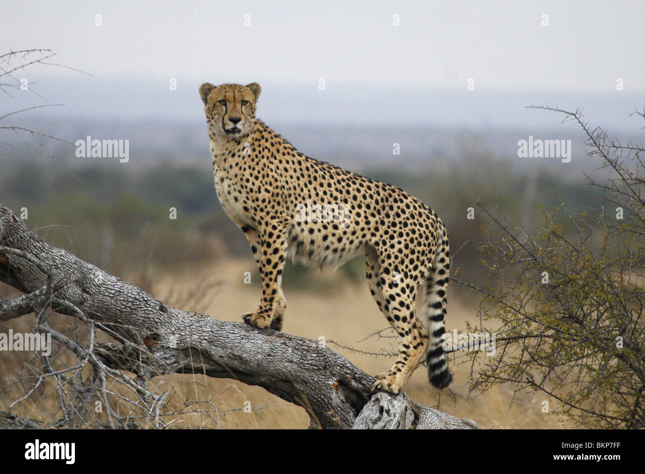 Male Cheetah standing on fallen tree in Kruger National Park, South ...
