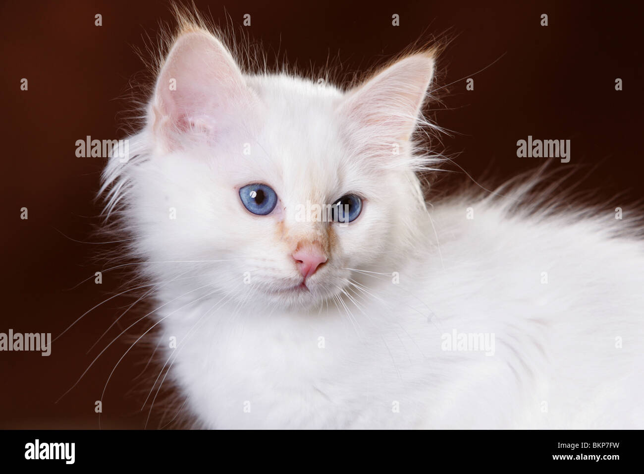 Cream birman cat hi-res stock photography and images - Alamy