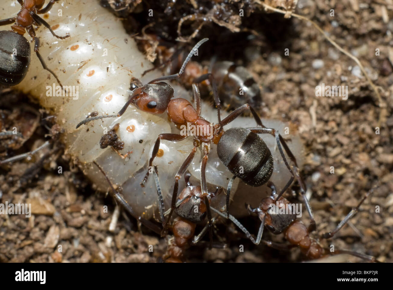 Eat ants hi-res stock photography and images - Alamy