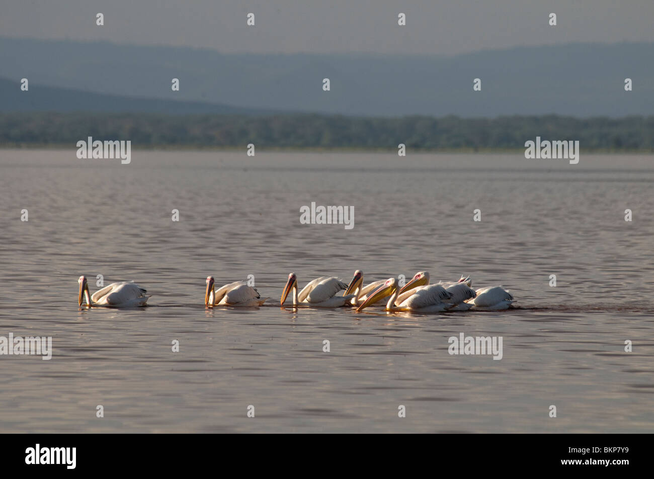 Fishing squad of Great White Pelican Pelecanus onocrotalus Stock Photo ...