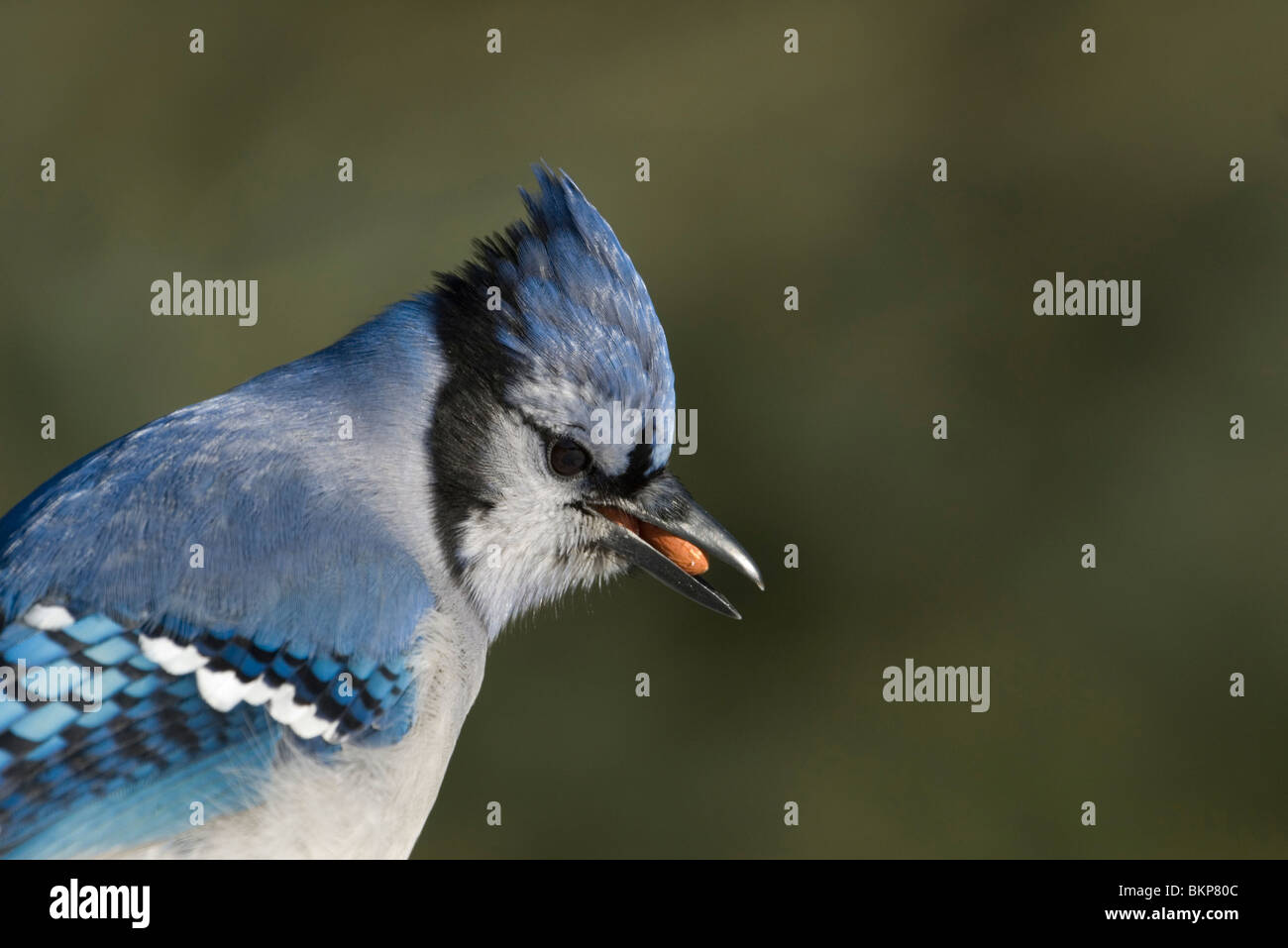 Een portret van een Blauwe Gaai met pind's in de snavel,A portret of a ...