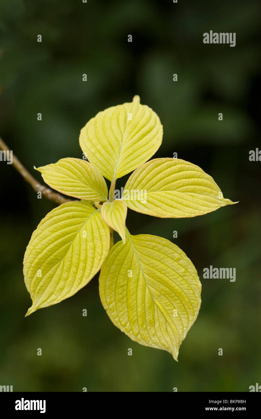 Cornus controversa candlelight hi-res stock photography and images - Alamy