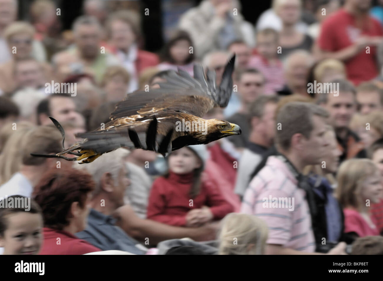 imperial eagle flying over audience on bird of prey show Stock Photo ...