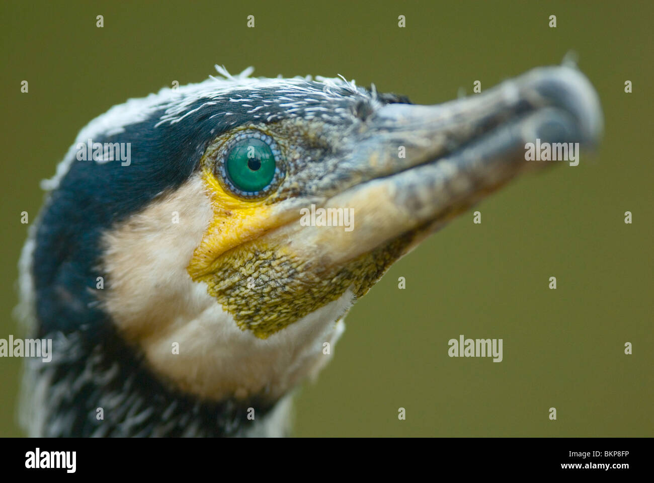 Aalscholver Portret Frontaal Broedkleed; Great Cormorant portrait ...