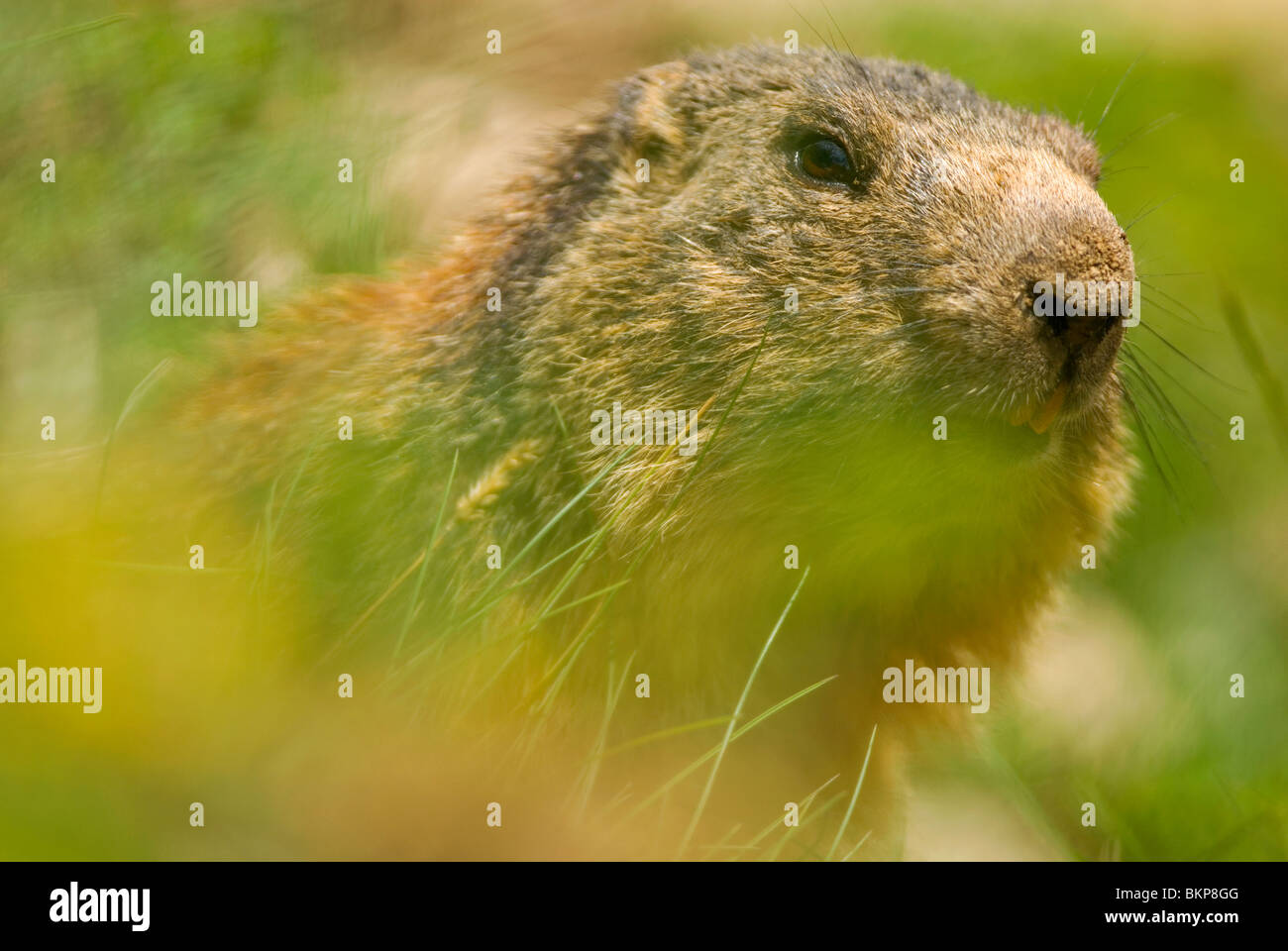 Alpine wildernis hi-res stock photography and images - Alamy