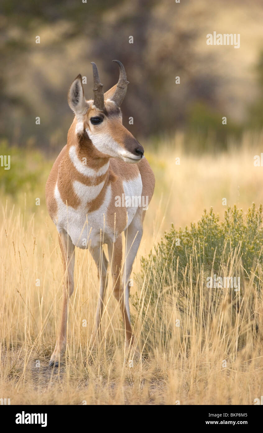 Pronghorn antilope hi-res stock photography and images - Alamy